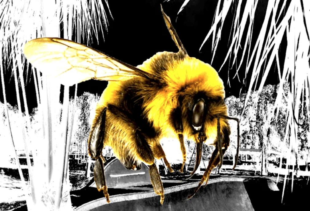 A-Milli announce their debut single “Bumble Bee”.